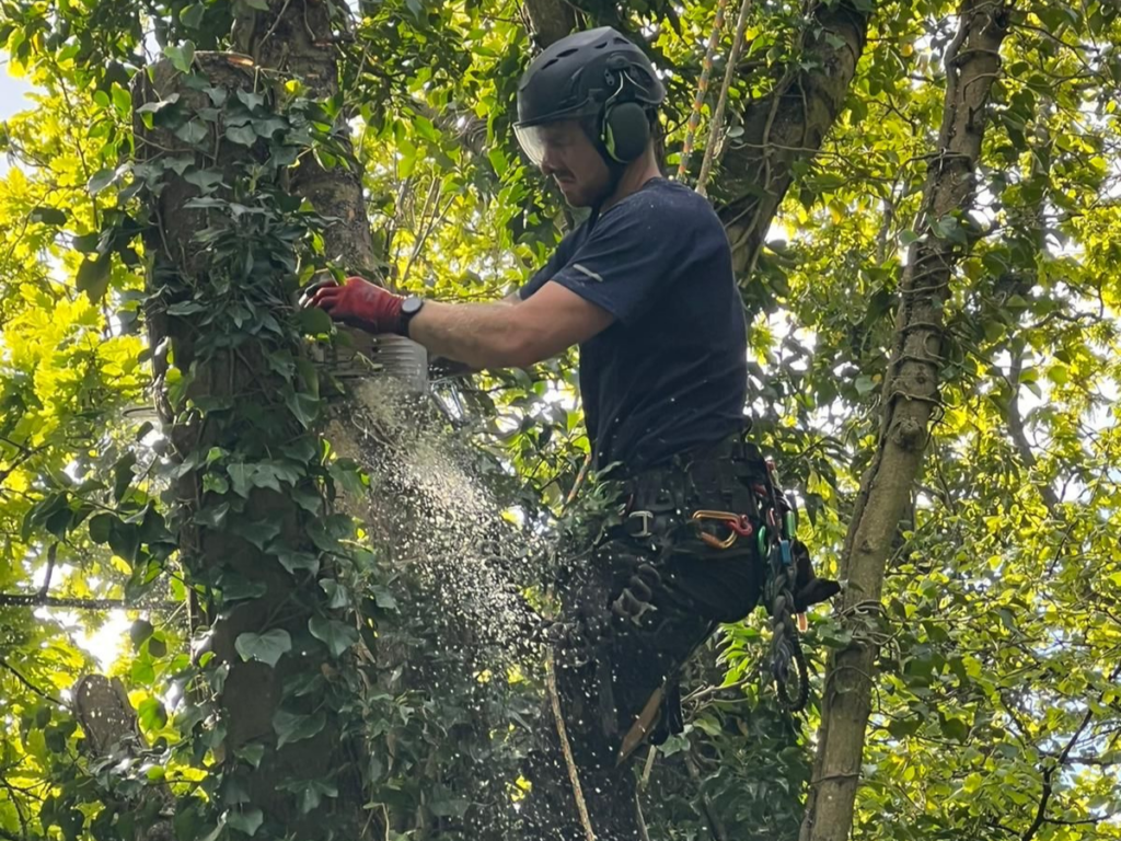 Expert Tree Removal Services in Kent and Surrounding Areas