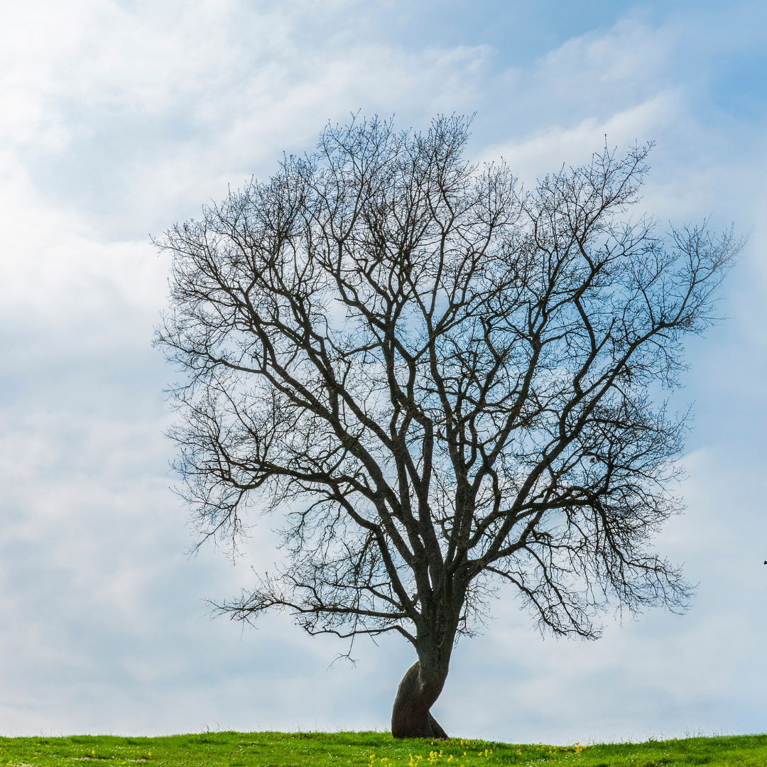 Seasonal Tree Care Tips: A Year-Round Guide for Kent Gardens - Advanced ...